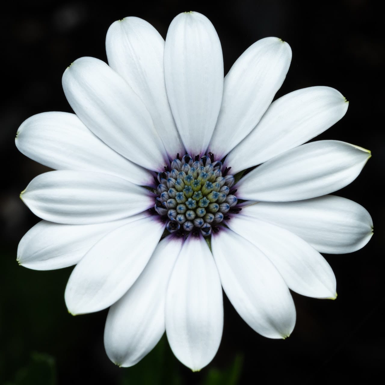 Divi Supreme Random Image Module – Divi Supreme